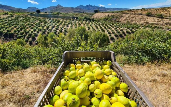 A la baja producción de guayaba en Calvillo • Metropolitano