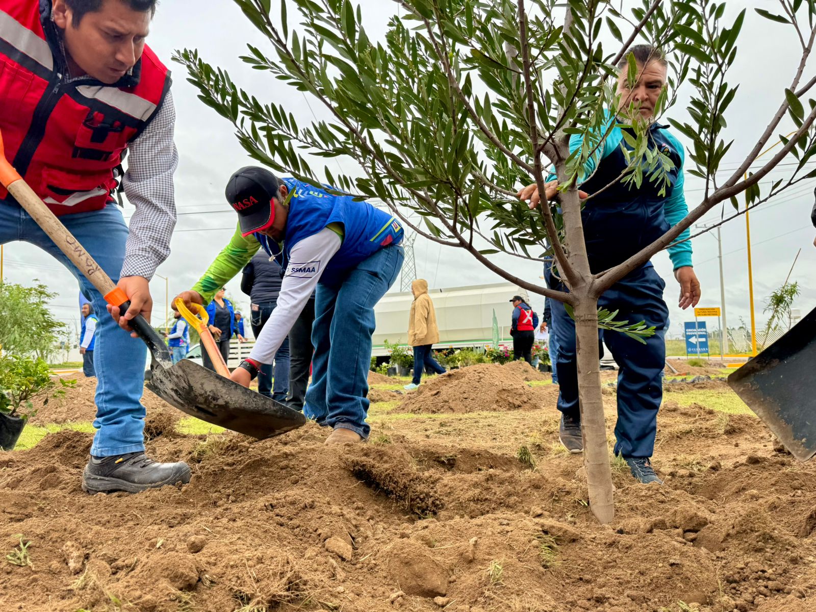 Concluyó campaña de reforestación 2025; se plantaron más de 125 árboles ...